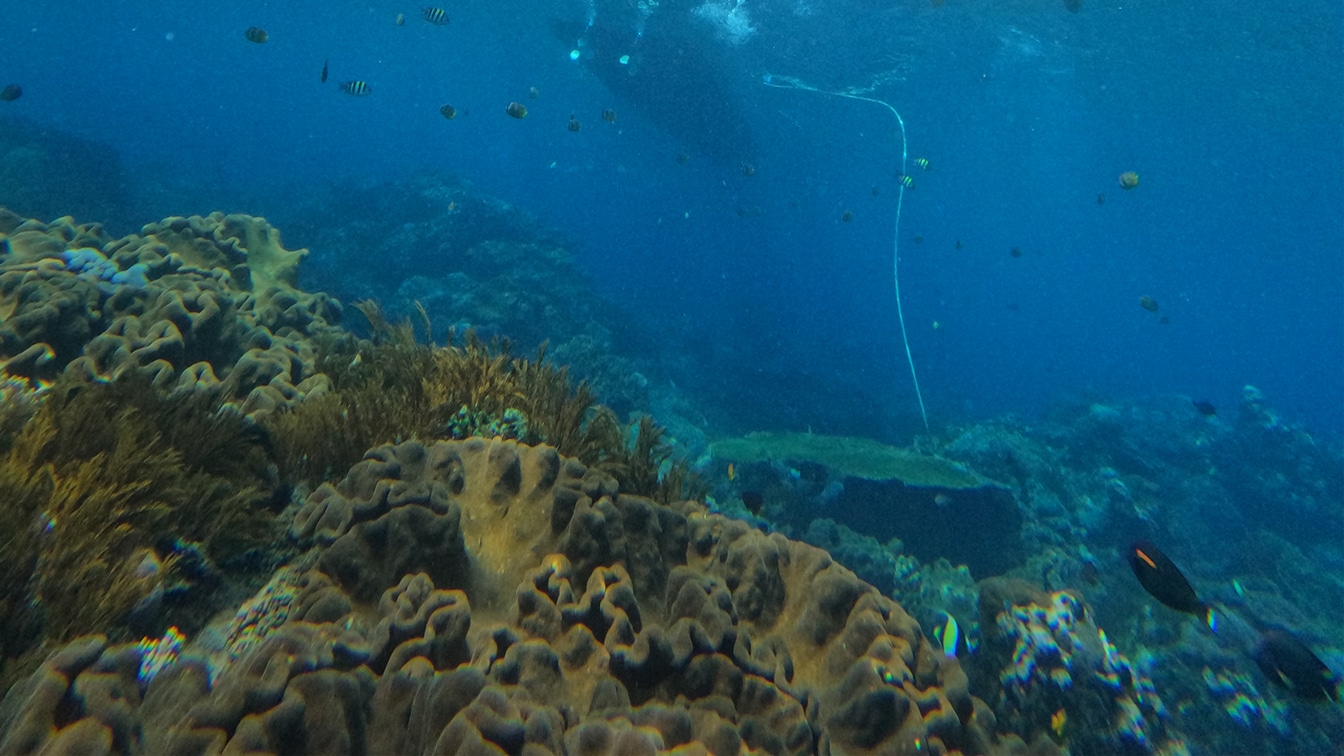 Gamat Bay Nusa Penida: Snorkeling Paradise for All & Photographers